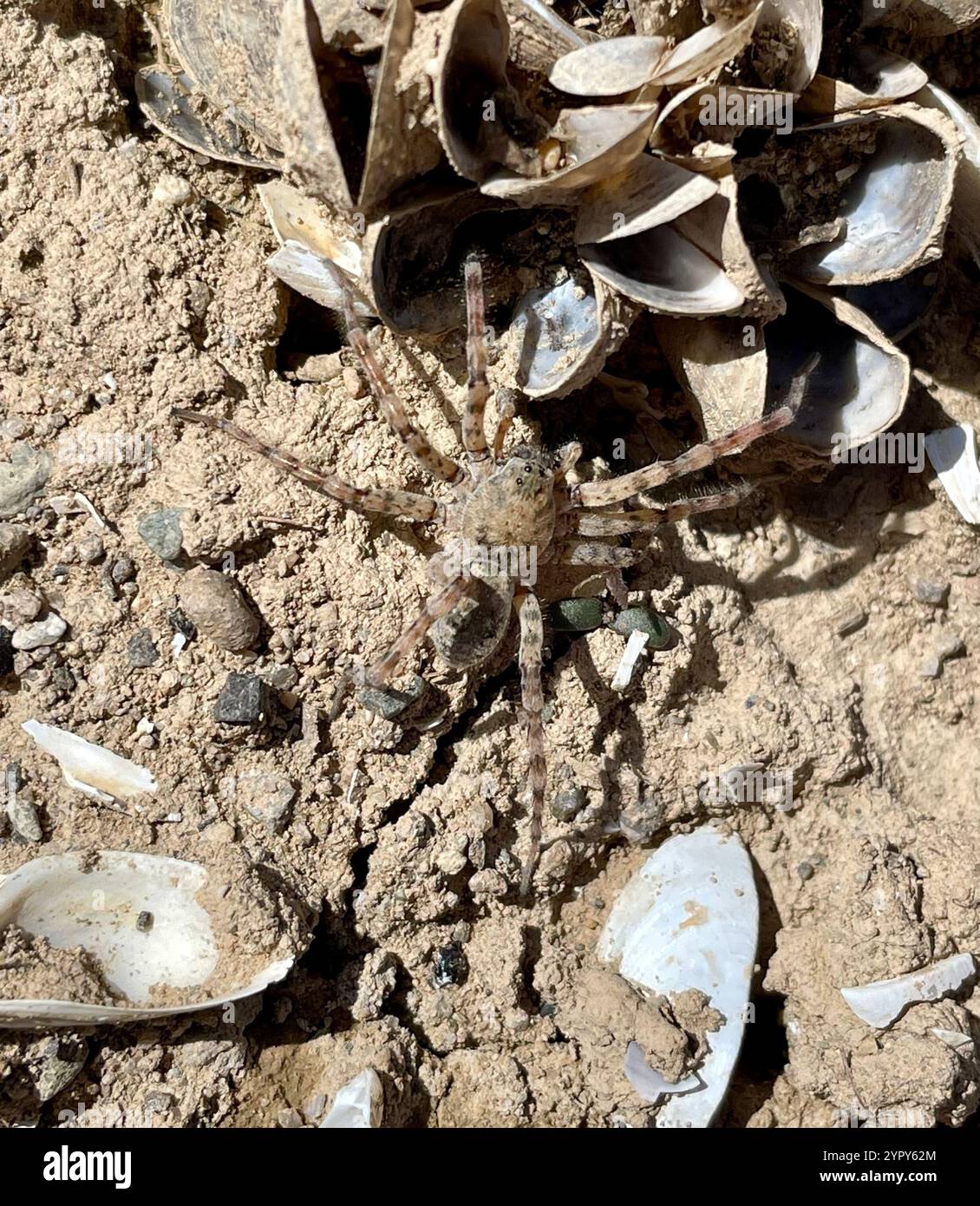 Bear Spiders (Arctosa Stock Photo - Alamy