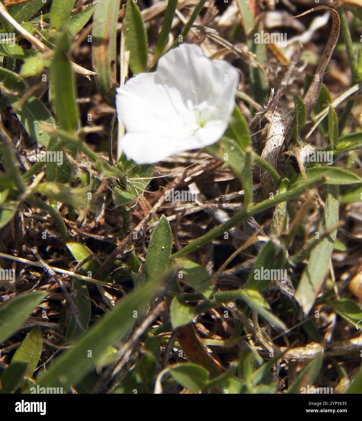 silky evolvulus (Evolvulus sericeus Stock Photo - Alamy