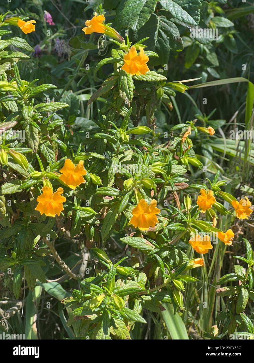 orange bush monkeyflower (Diplacus aurantiacus Stock Photo - Alamy