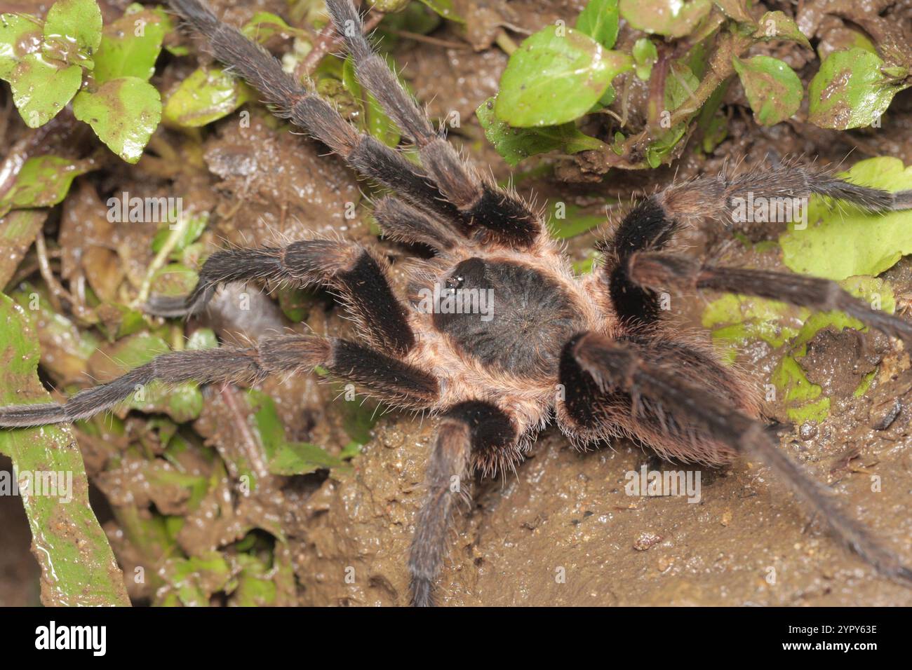 Theraphosine Tarantulas (Theraphosinae Stock Photo - Alamy