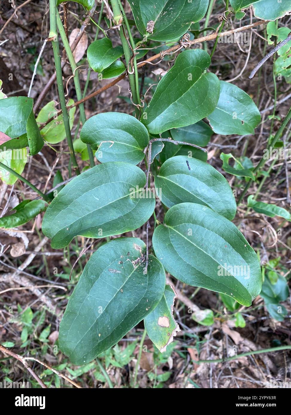 Austral Sarsaparilla (Smilax australis Stock Photo - Alamy
