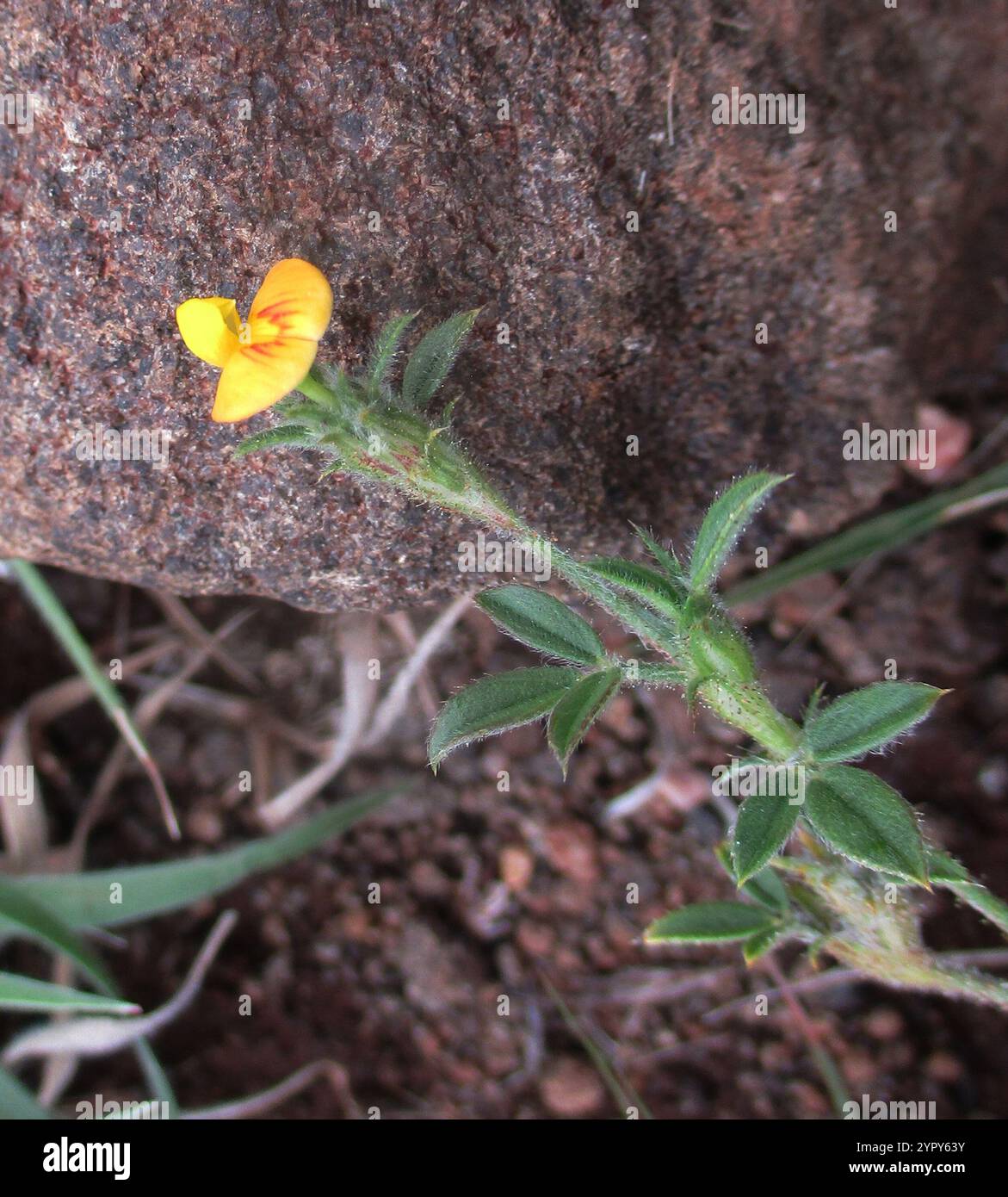 Wild Lucerne (Stylosanthes fruticosa Stock Photo - Alamy