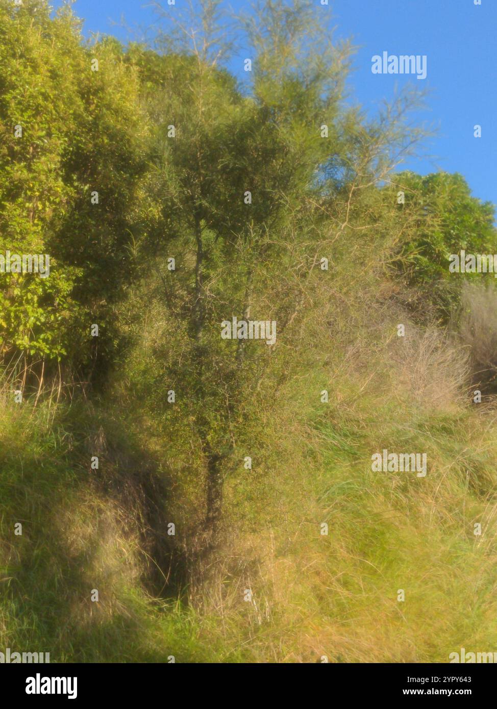 Prostrate kowhai (Sophora prostrata Stock Photo - Alamy