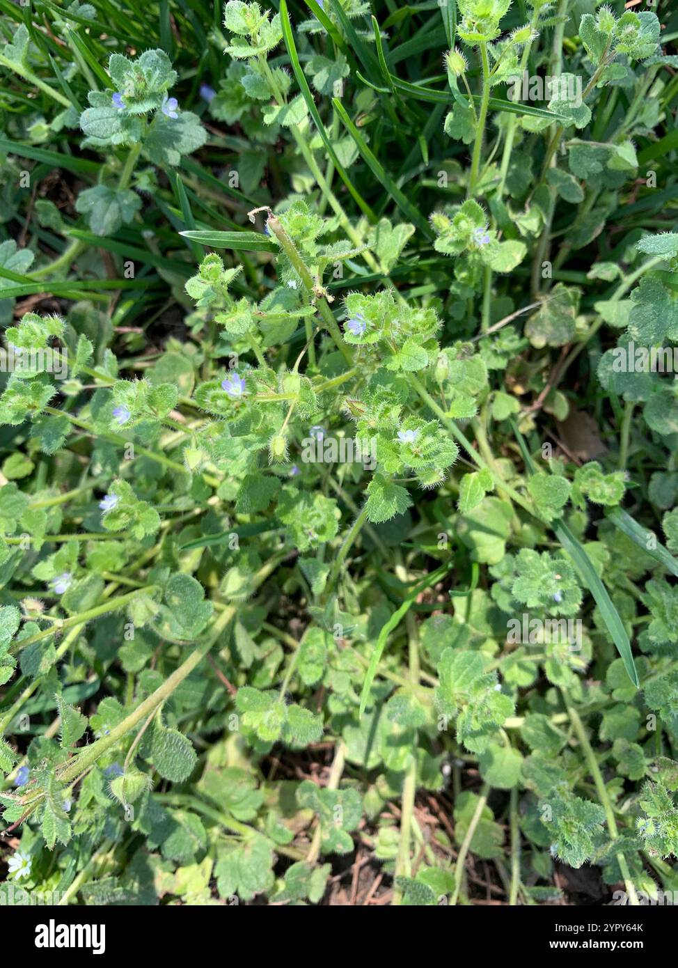 Ivy-leaved Speedwell (Veronica hederifolia Stock Photo - Alamy