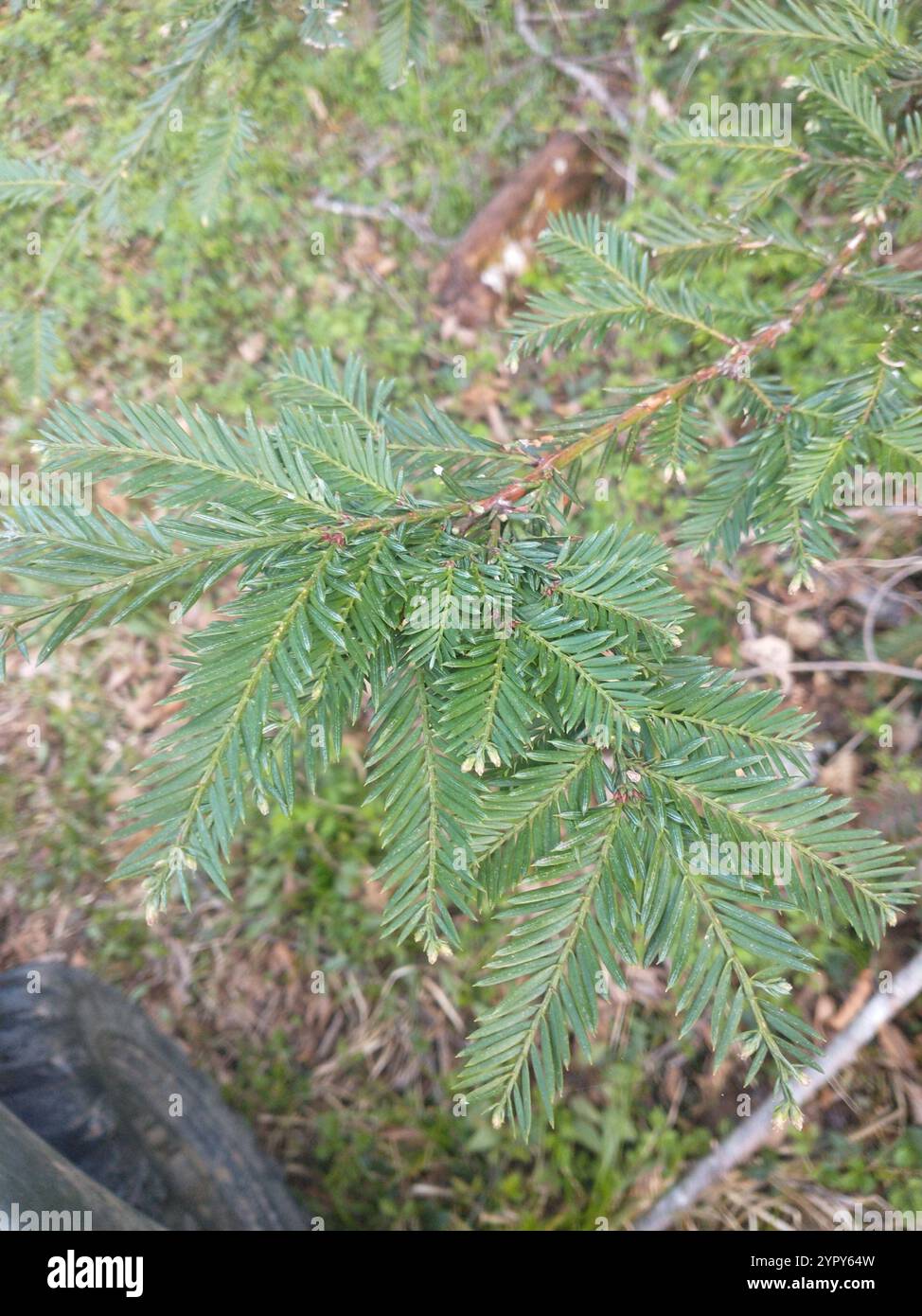coast redwood (Sequoia sempervirens Stock Photo - Alamy