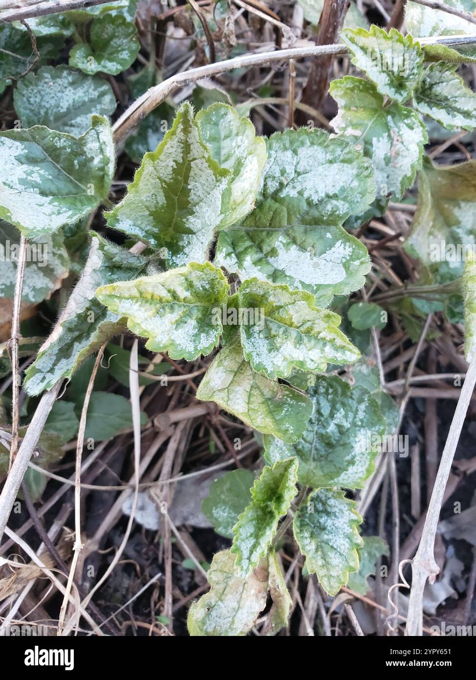 Variegated Yellow Archangel (Lamium galeobdolon argentatum Stock Photo ...