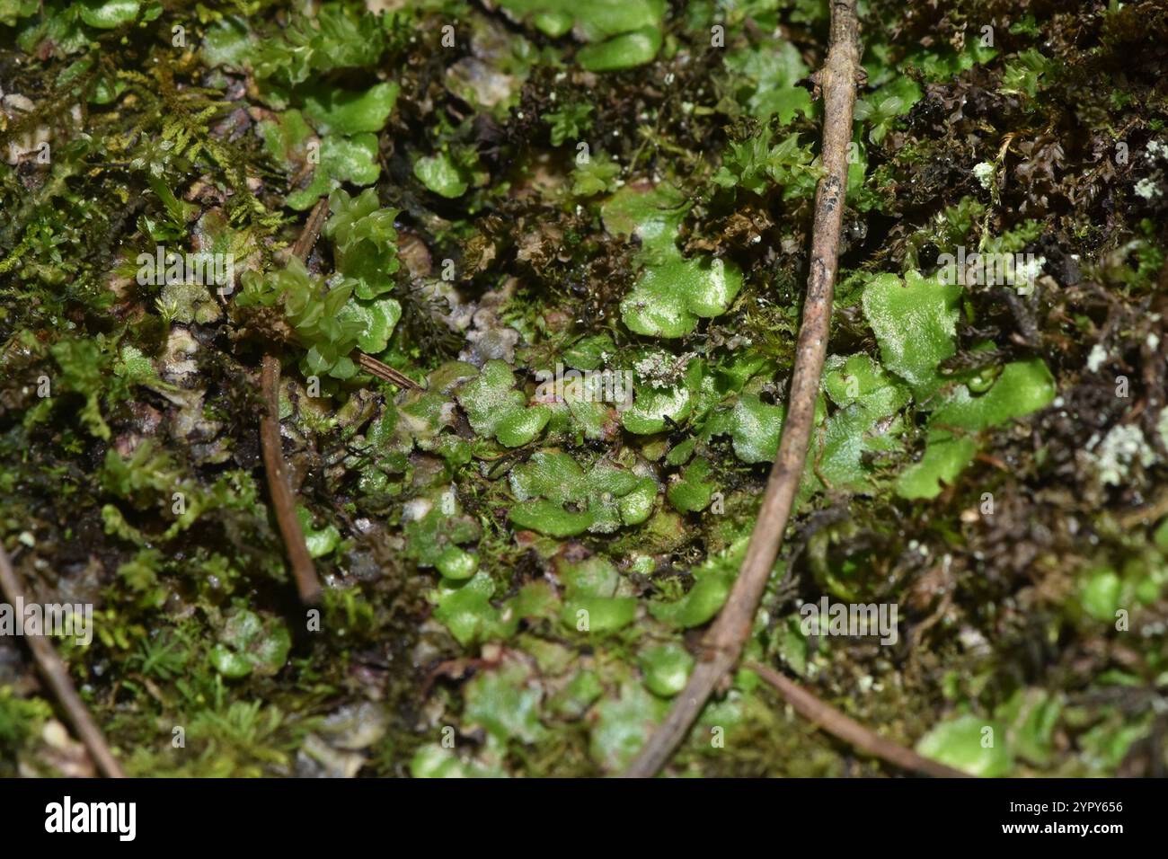 Hemisphaeric Liverwort (Reboulia hemisphaerica Stock Photo - Alamy