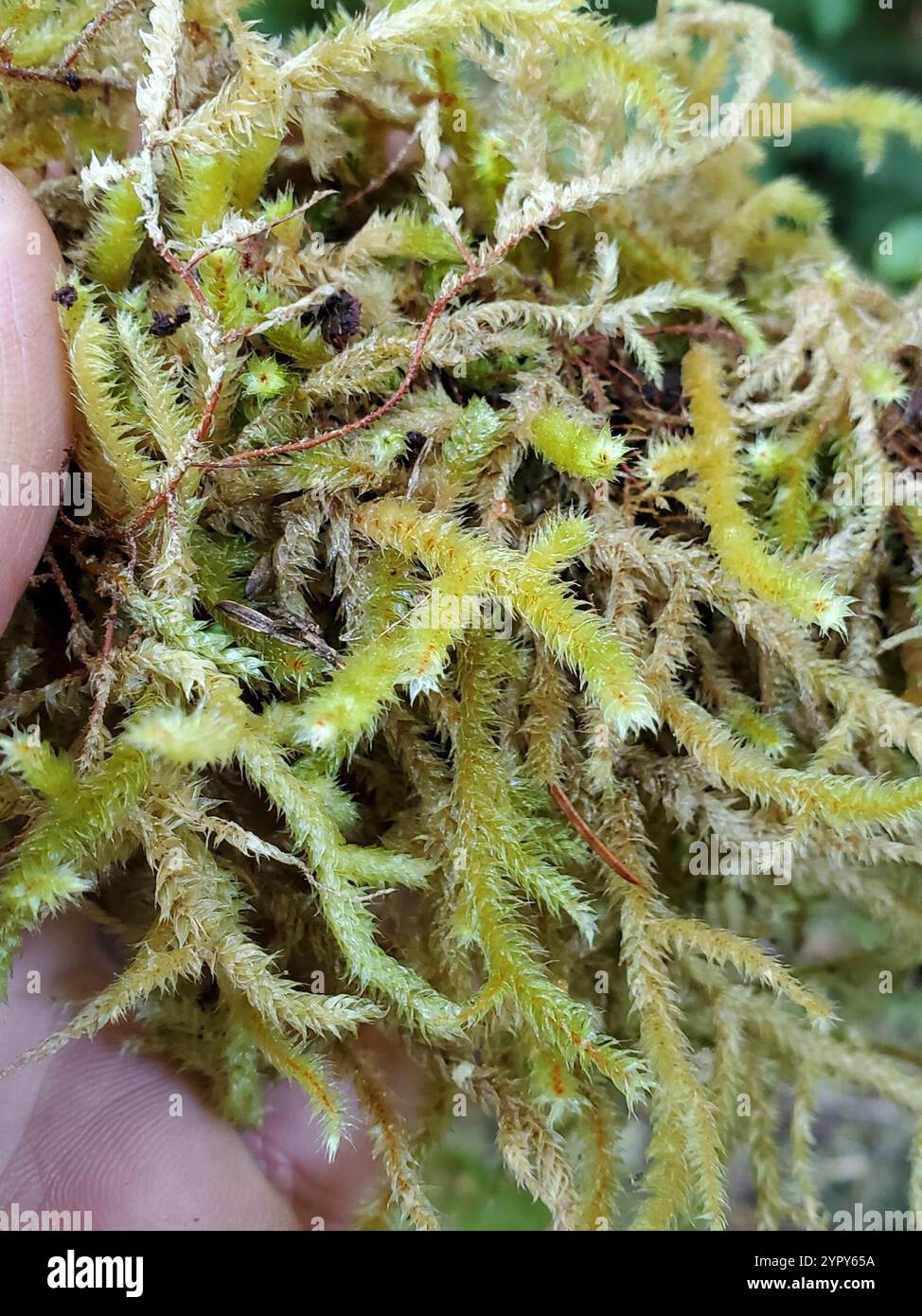 Pendulous Wing-moss (Antitrichia curtipendula Stock Photo - Alamy