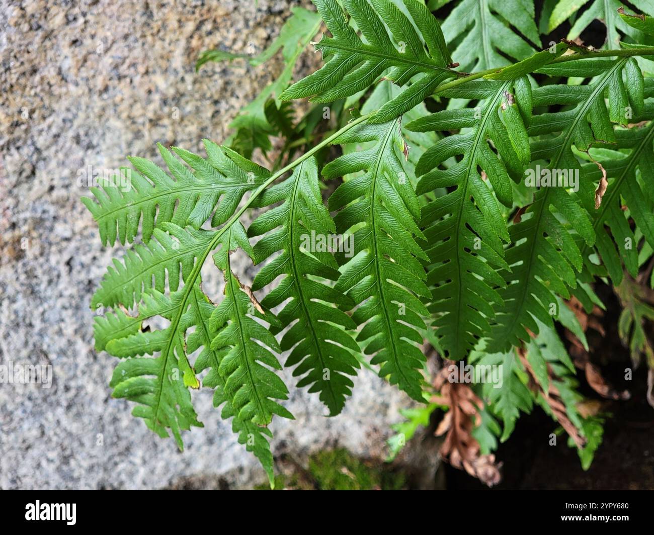 giant chain fern (Woodwardia fimbriata Stock Photo - Alamy
