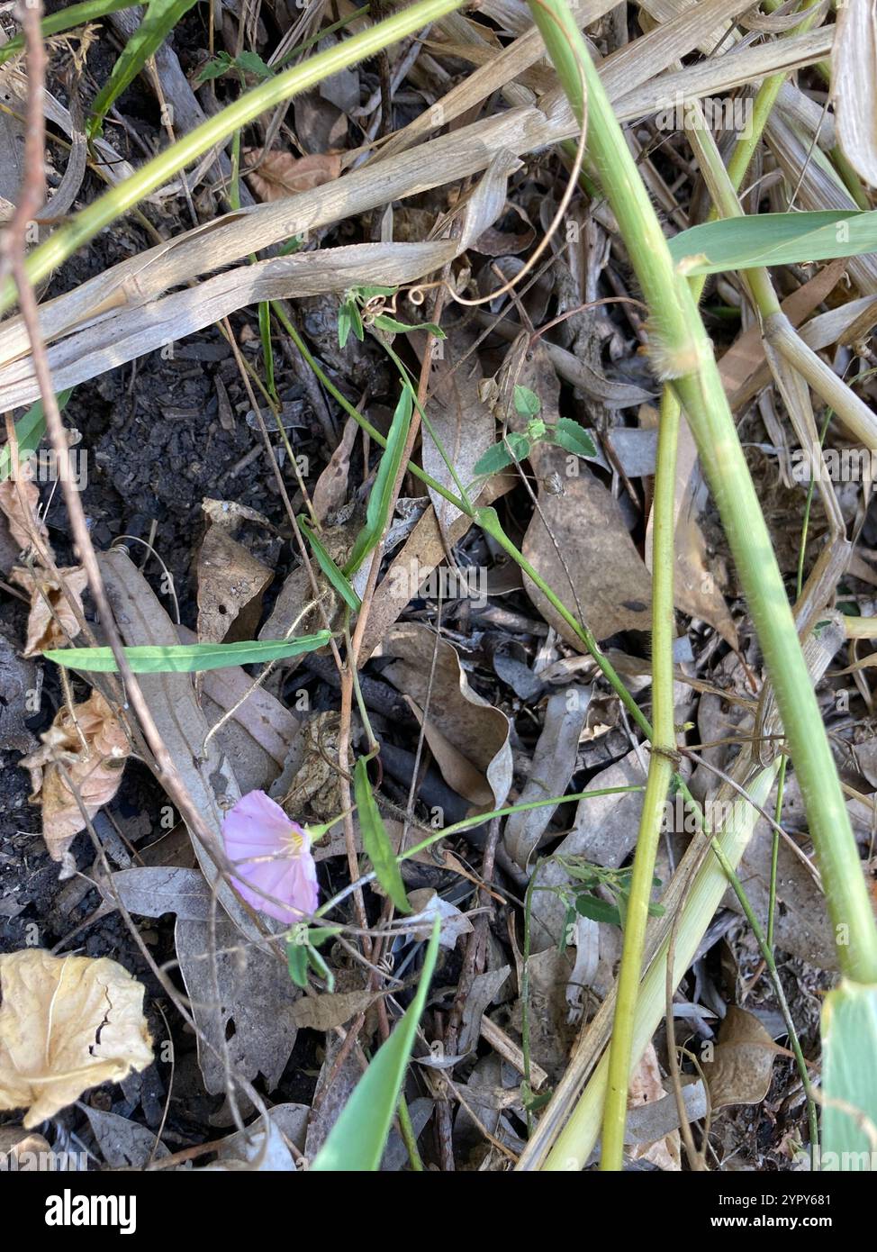 Polymeria calycina hi-res stock photography and images - Alamy