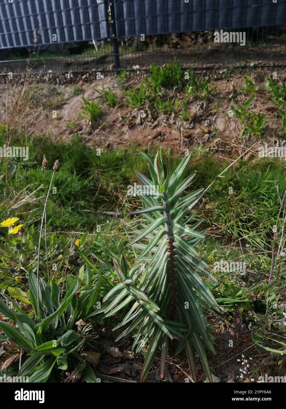caper spurge (Euphorbia lathyris Stock Photo - Alamy