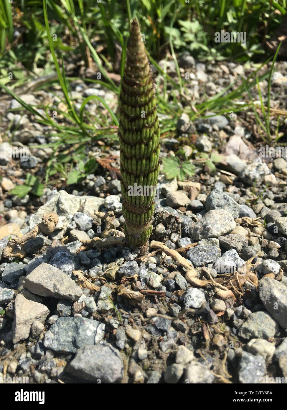 great horsetail (Equisetum telmateia Stock Photo - Alamy