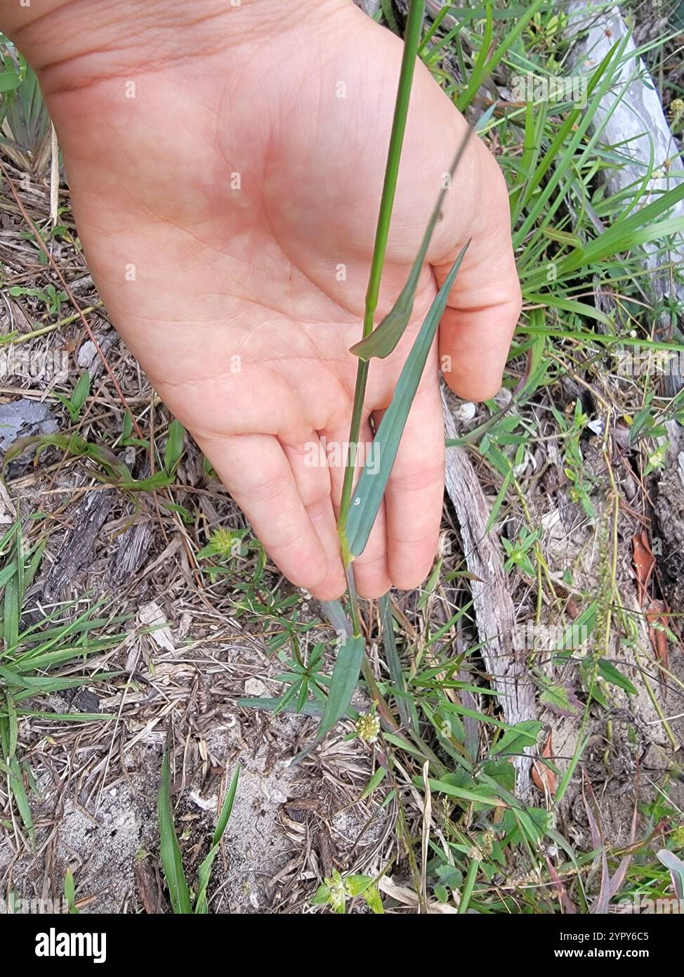 knotroot bristlegrass (Setaria parviflora Stock Photo - Alamy