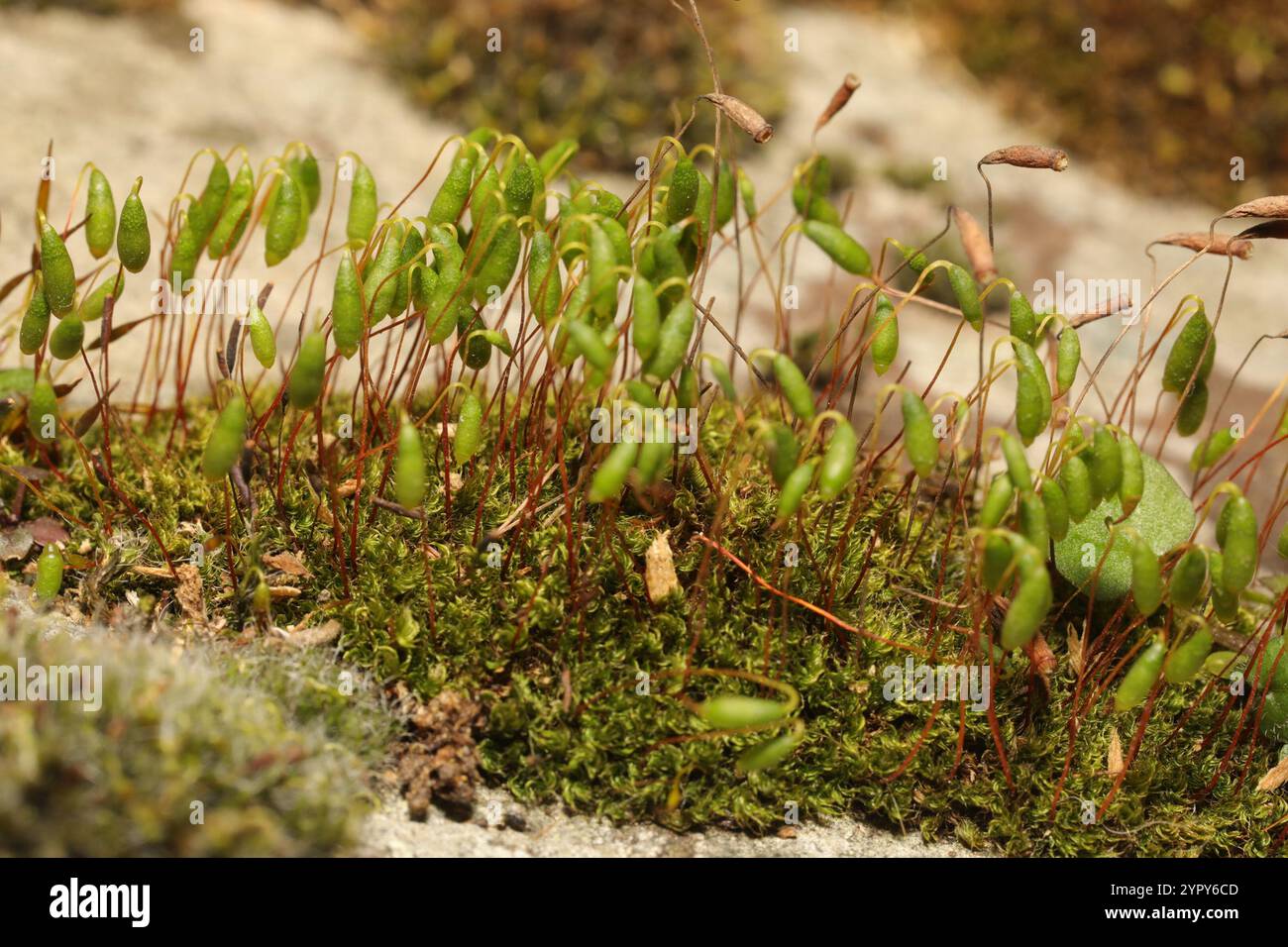 Capillary Thread-moss (Ptychostomum capillare Stock Photo - Alamy