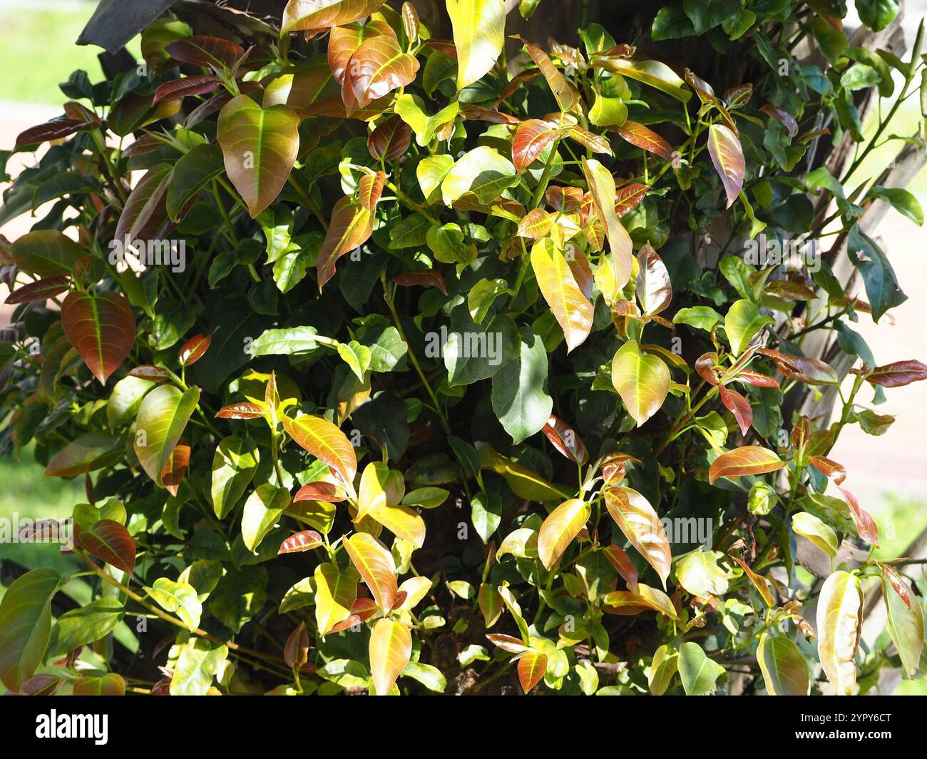 Japanese Superb Fig (Ficus subpisocarpa Stock Photo - Alamy