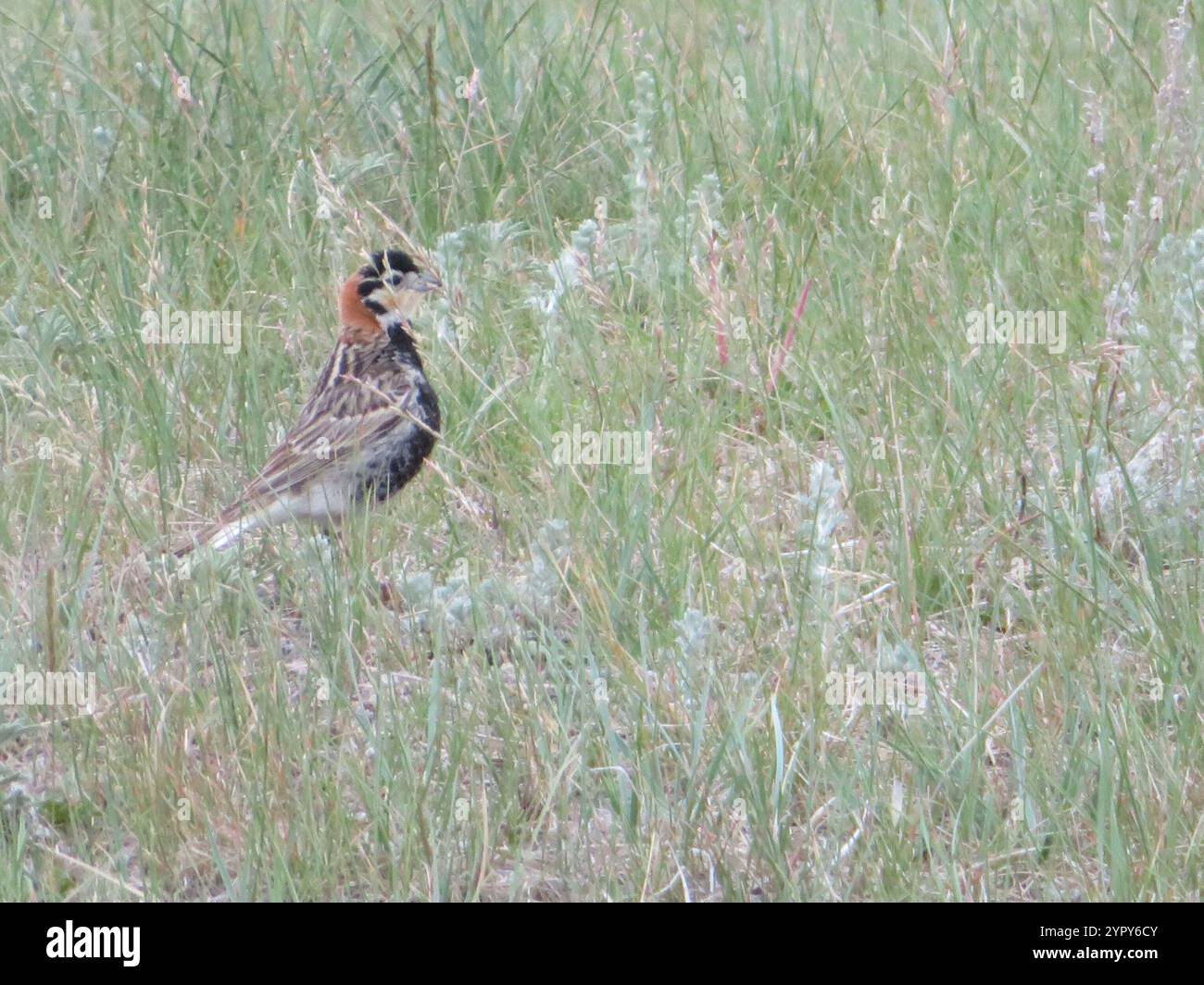 Chestnut-collared Longspur (Calcarius ornatus Stock Photo - Alamy