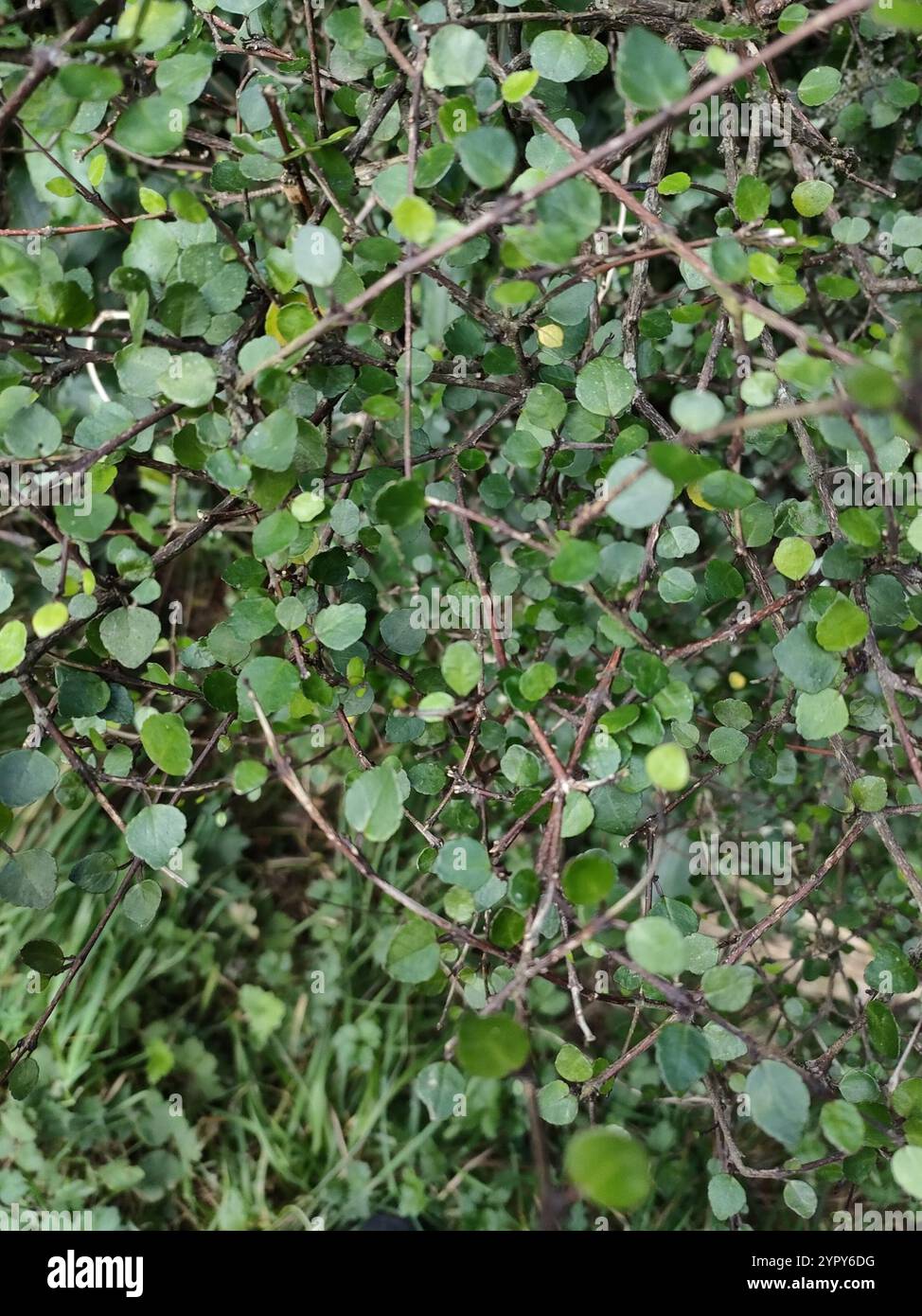 Poataniwha (Melicope simplex Stock Photo - Alamy