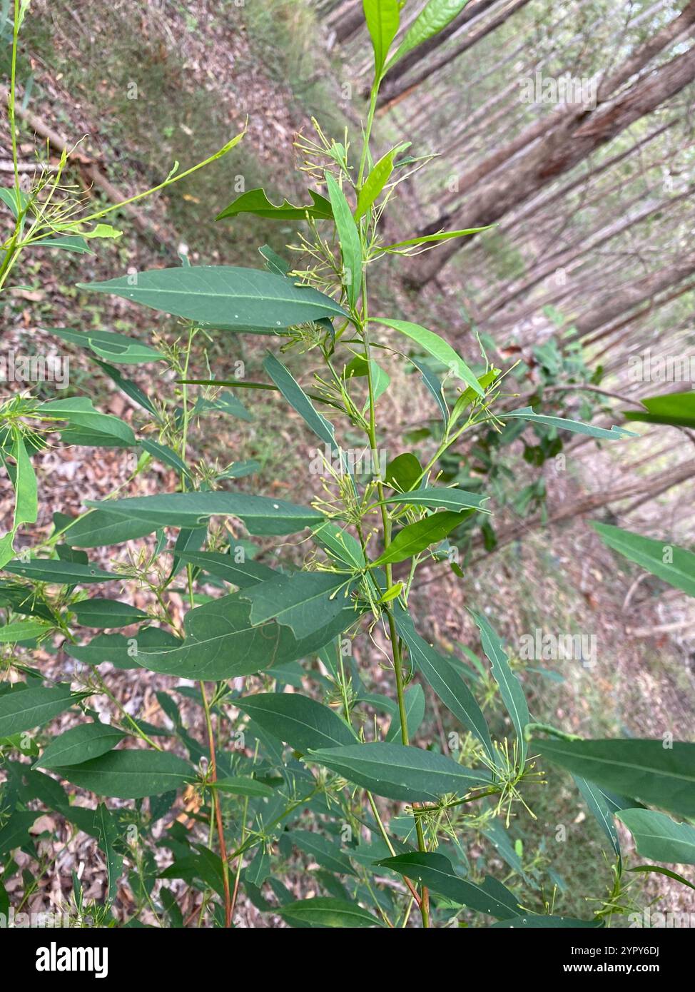 Common Hop Bush (Dodonaea triquetra Stock Photo - Alamy