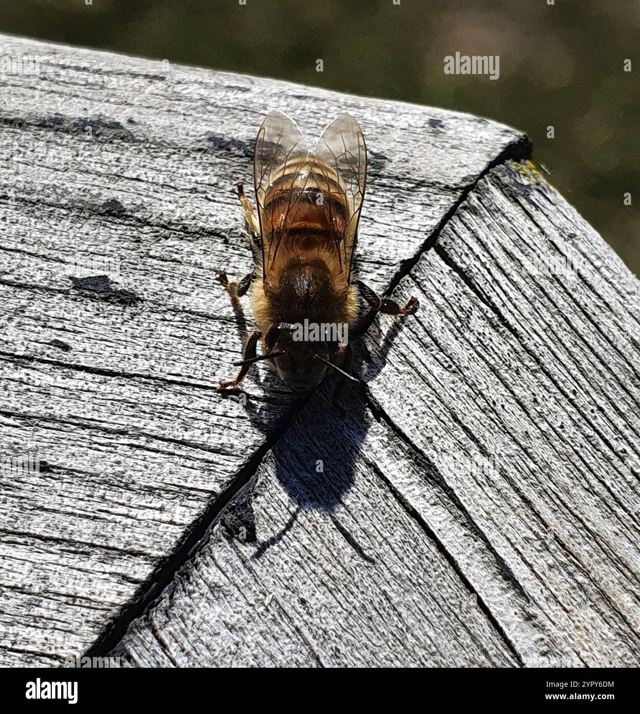 Western Honey Bee (Apis mellifera Stock Photo - Alamy