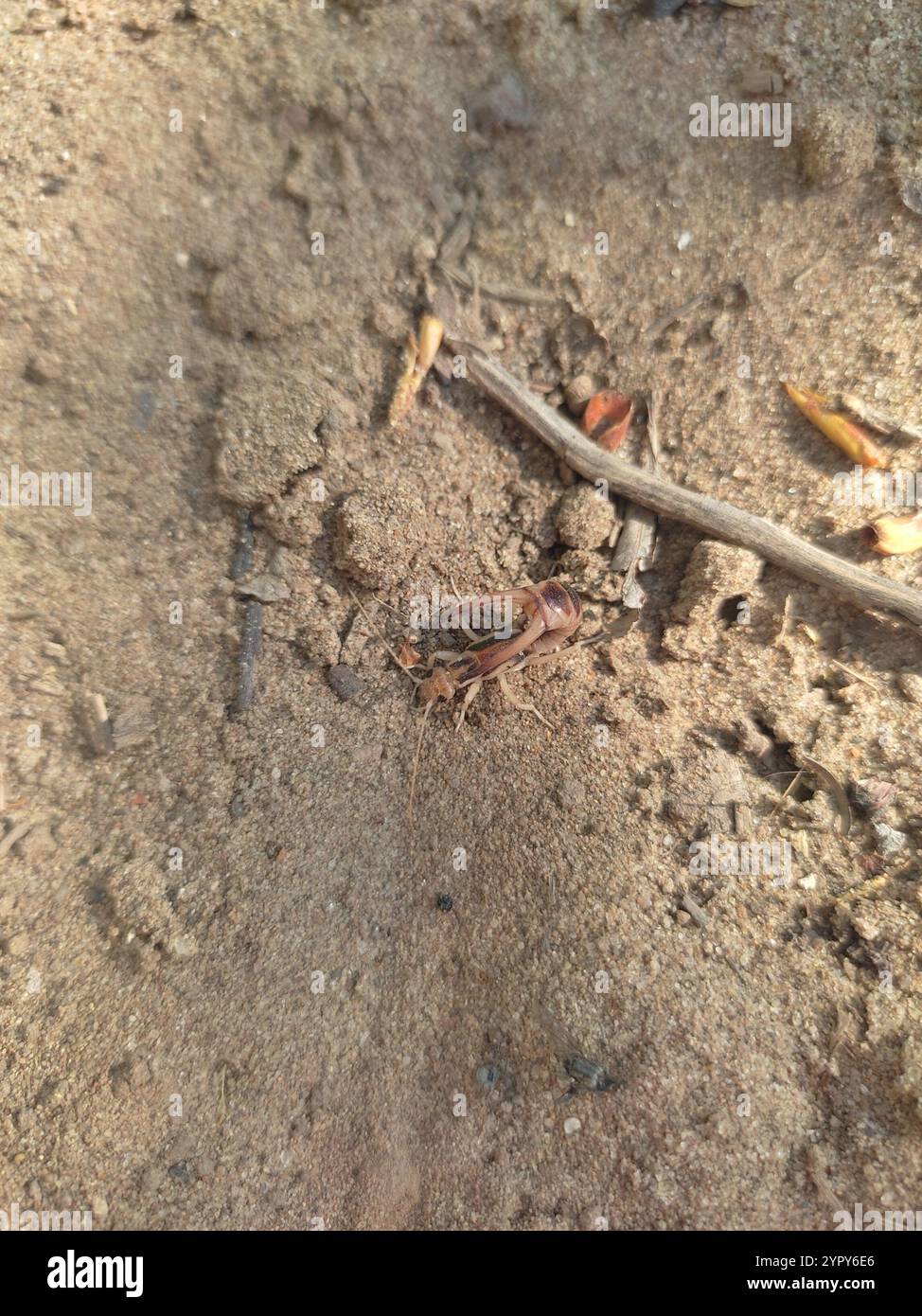 Shore Earwig (Labidura riparia Stock Photo - Alamy