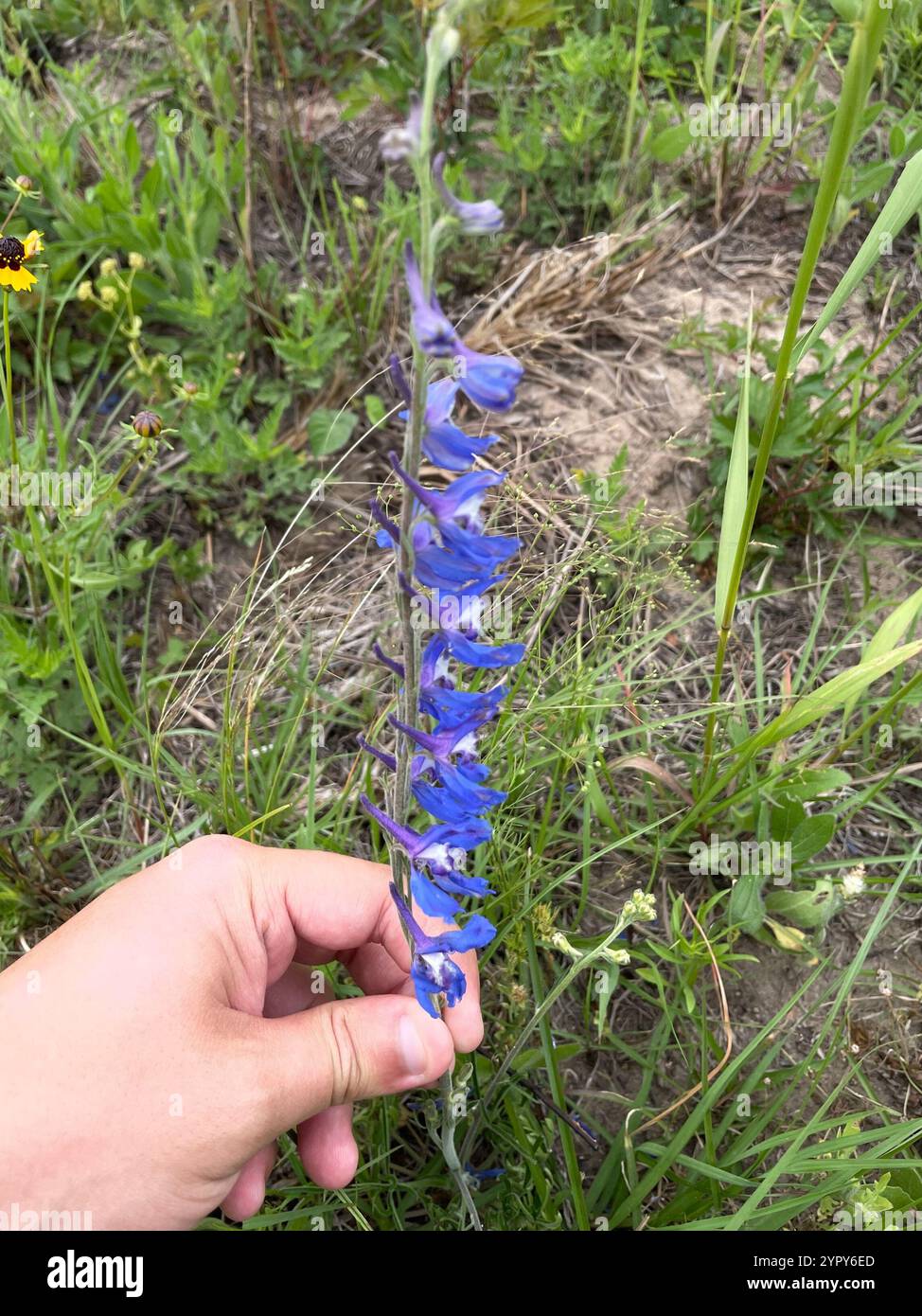 Wild Blue Larkspur (Delphinium carolinianum Stock Photo - Alamy