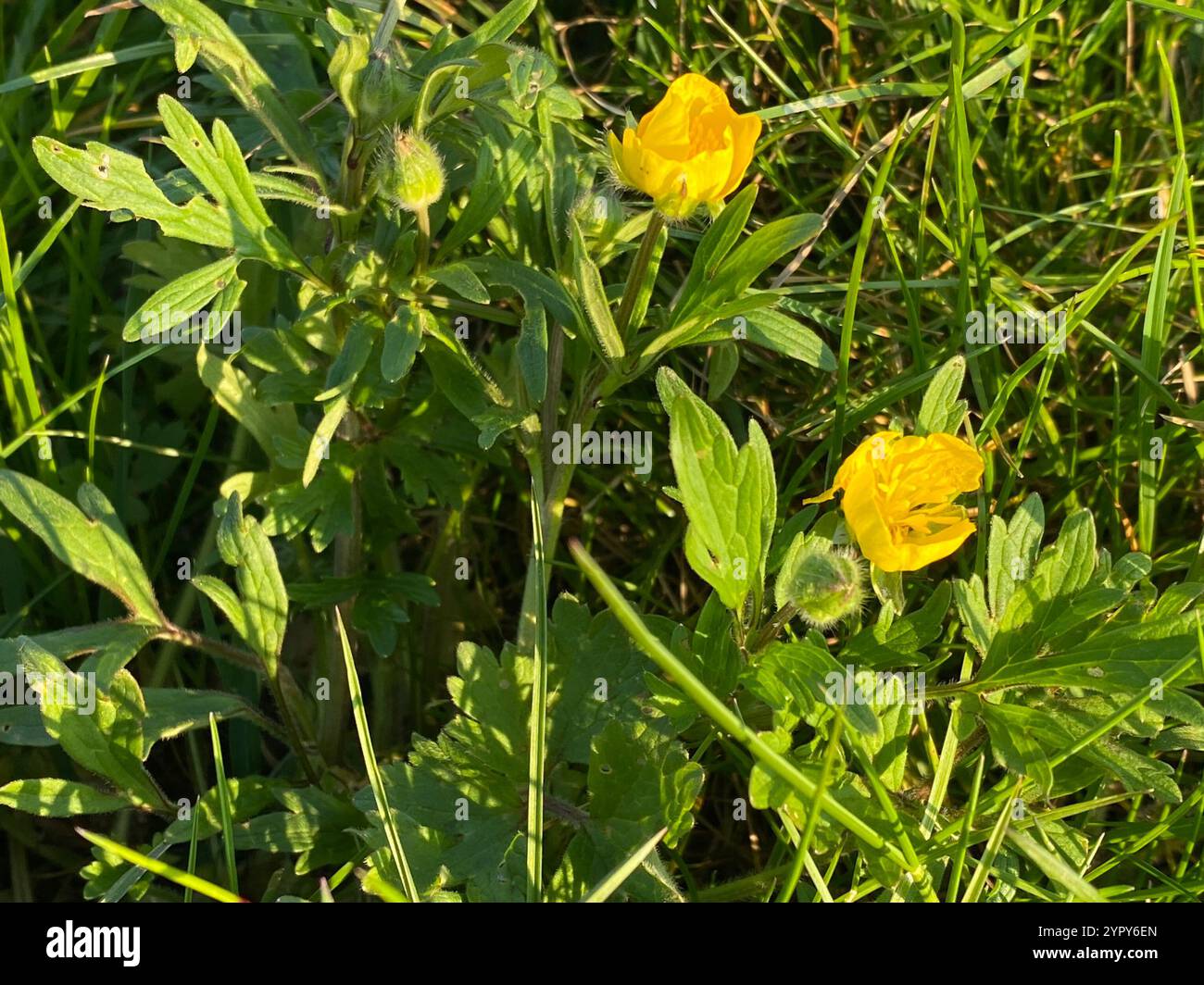 bulbous buttercup (Ranunculus bulbosus Stock Photo - Alamy