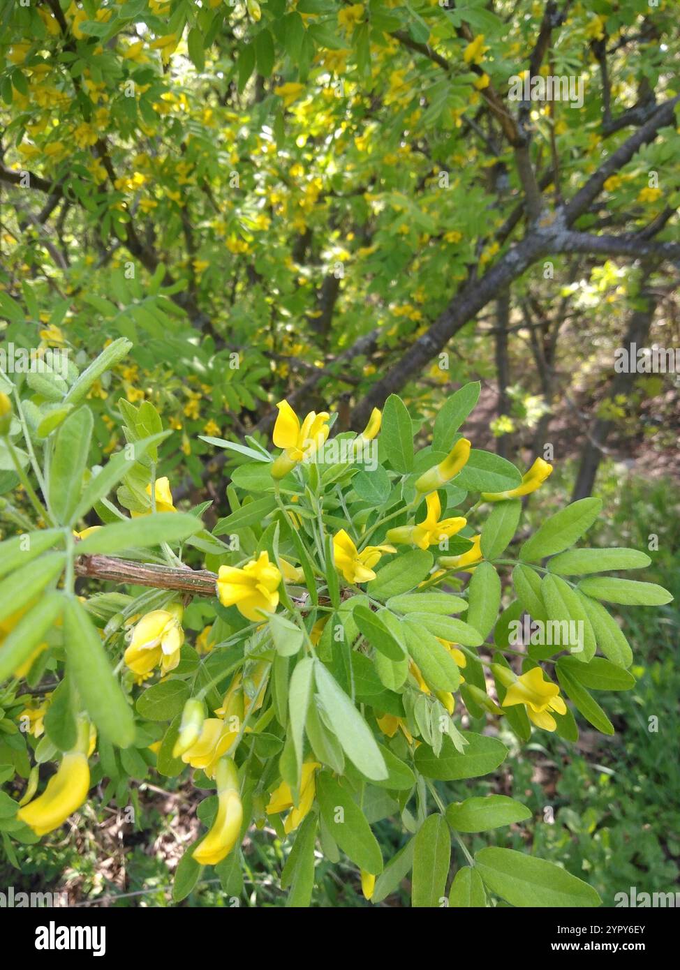 Siberian peashrub (Caragana arborescens Stock Photo - Alamy