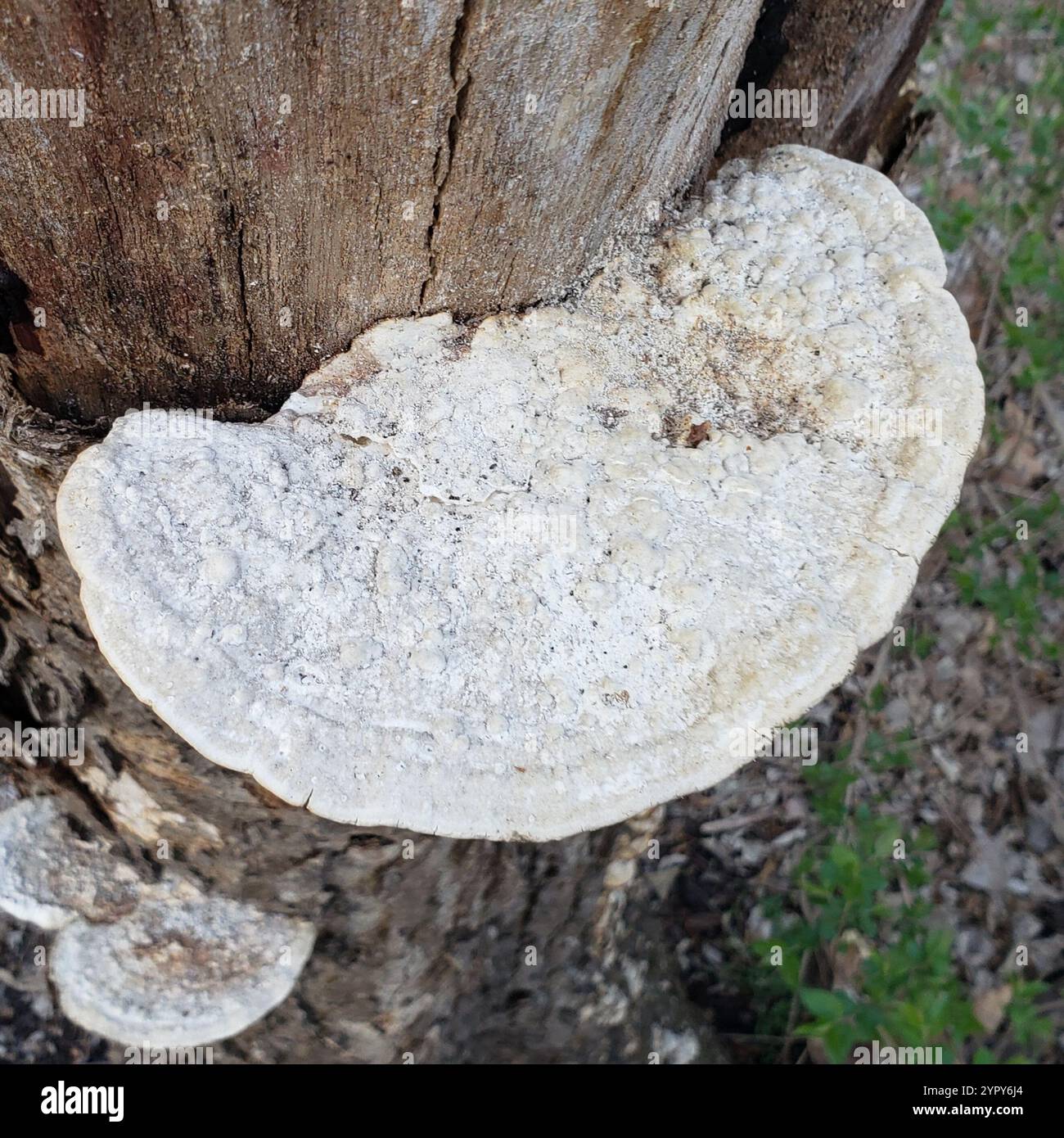 Lumpy Bracket (Trametes gibbosa Stock Photo - Alamy
