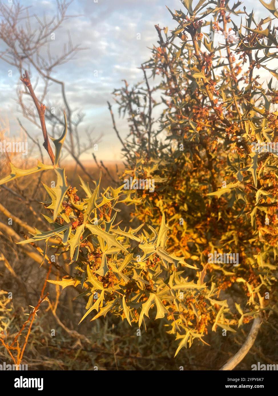 Trifoliolata hi-res stock photography and images - Alamy