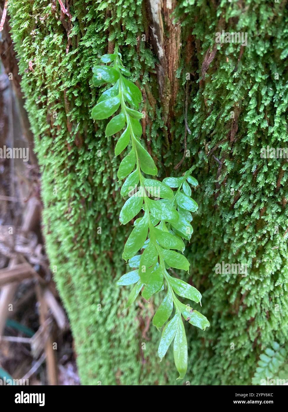 Tmesipteris hi-res stock photography and images - Alamy