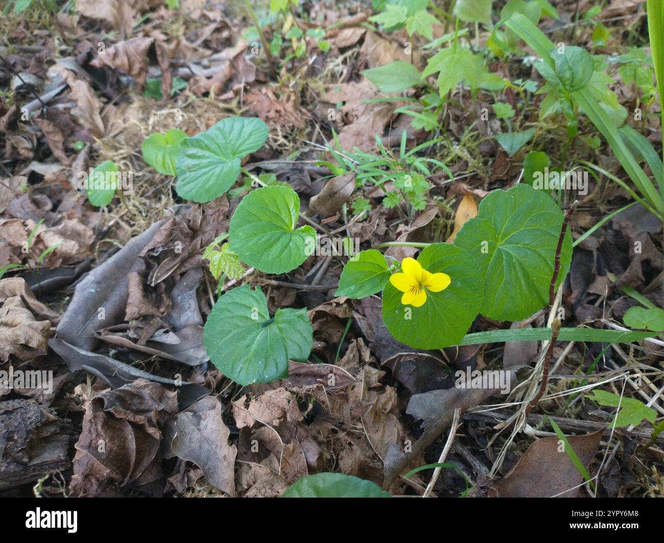 stream violet (Viola glabella Stock Photo - Alamy