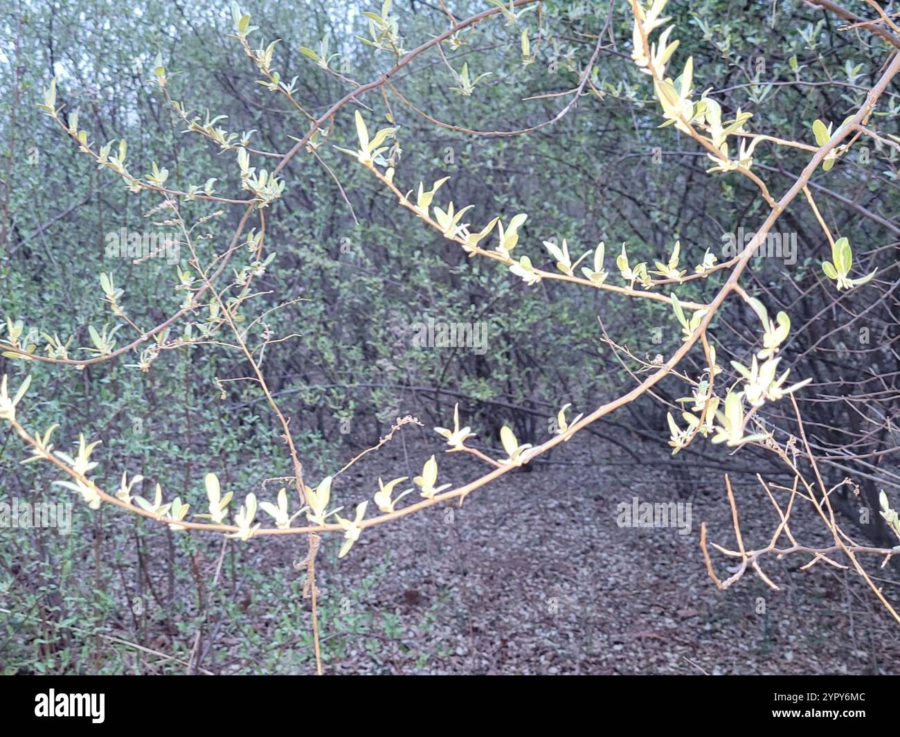 autumn olive (Elaeagnus umbellata Stock Photo - Alamy