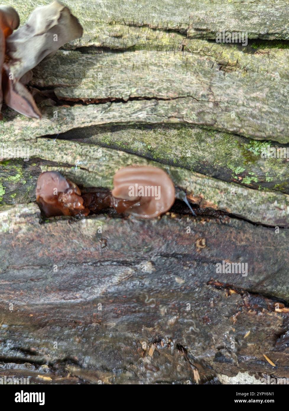 amber jelly fungus (Exidia recisa Stock Photo - Alamy
