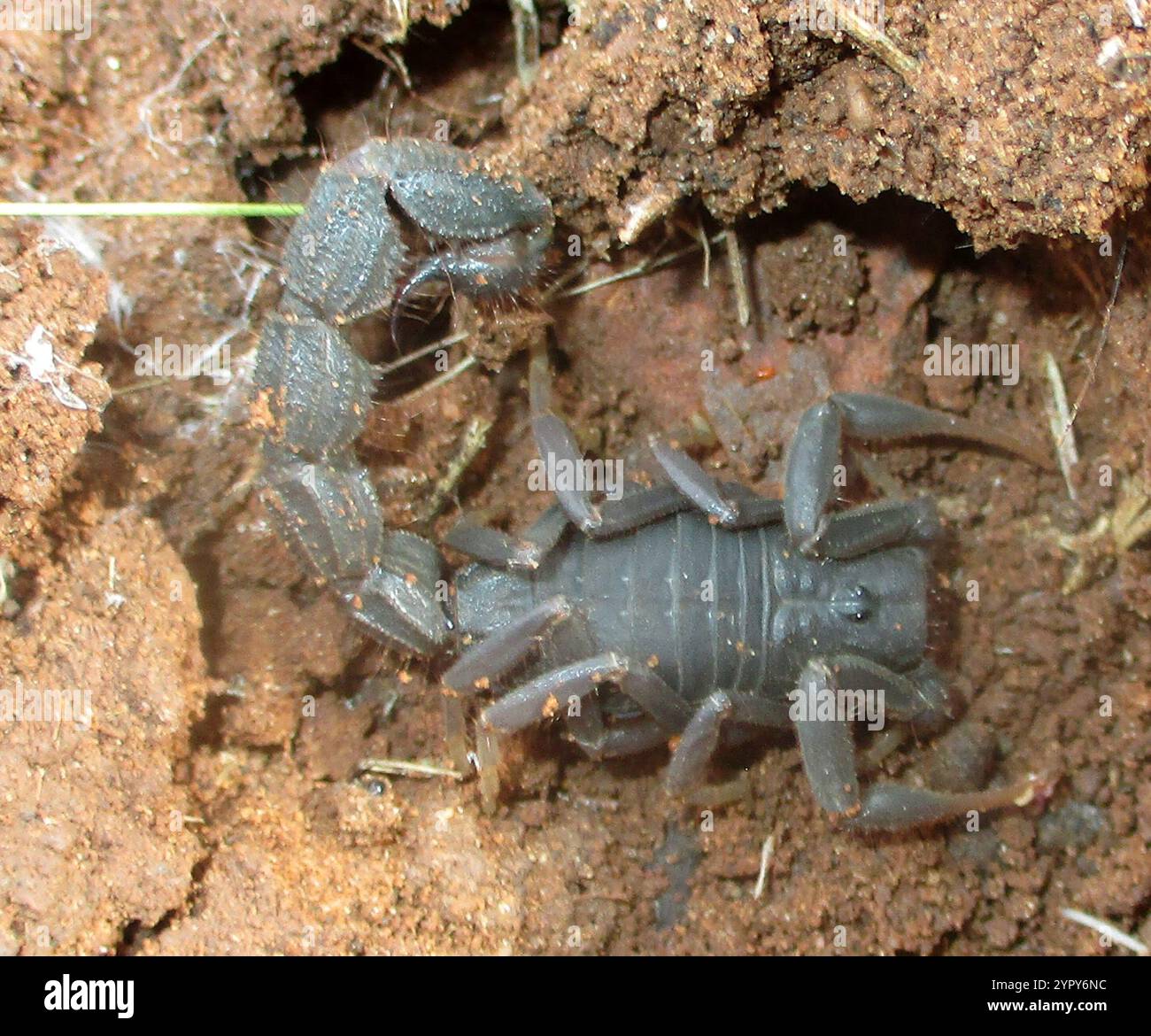 Transvaal Thicktail Scorpion (Parabuthus transvaalicus Stock Photo - Alamy