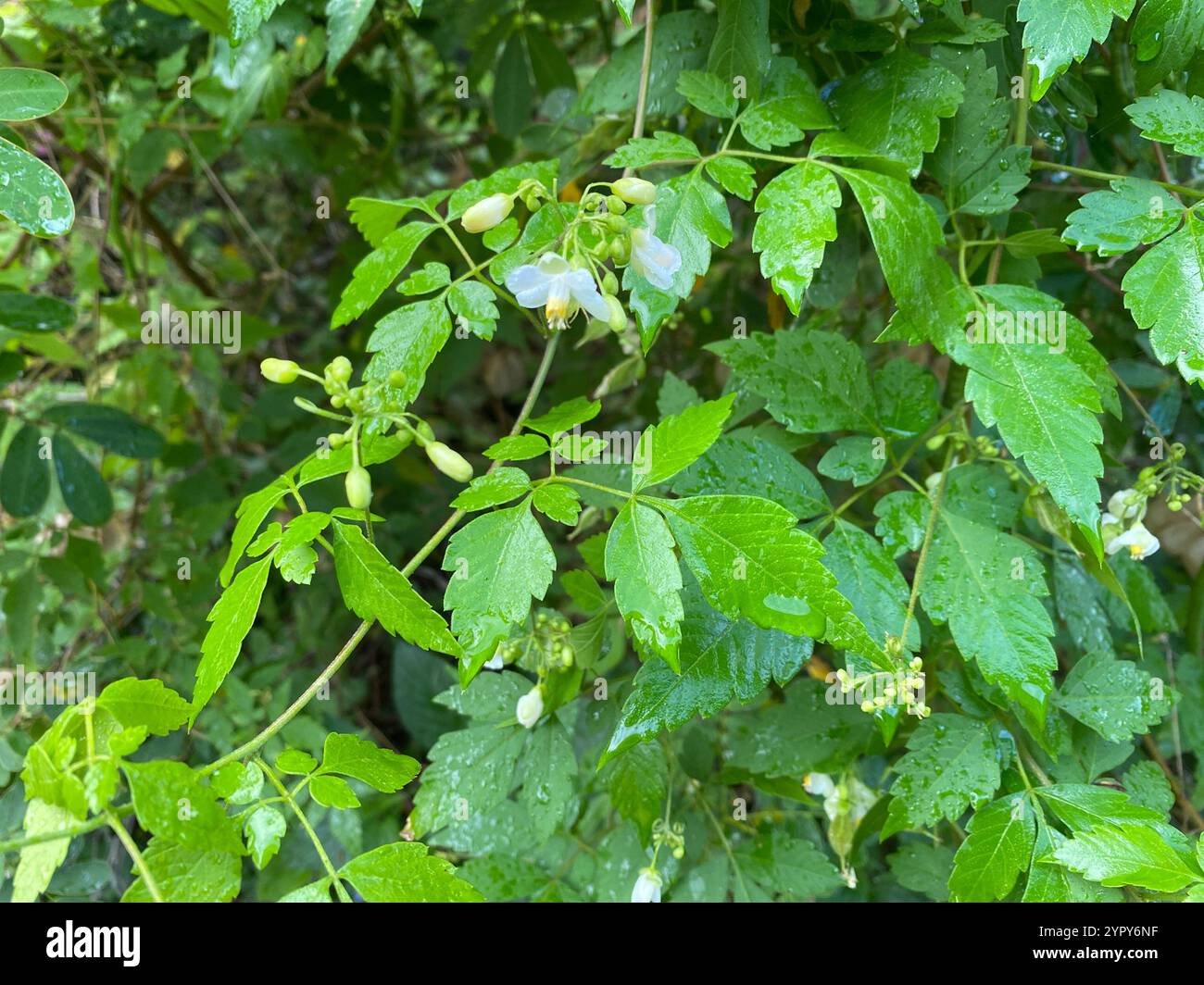 Showy Balloon Vine (Cardiospermum grandiflorum Stock Photo - Alamy