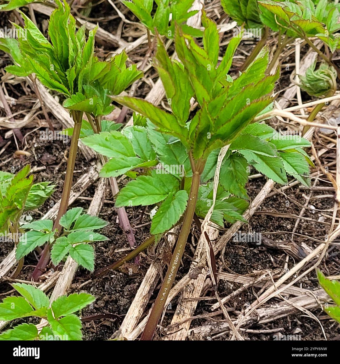 Goutweed (Aegopodium podagraria Stock Photo - Alamy