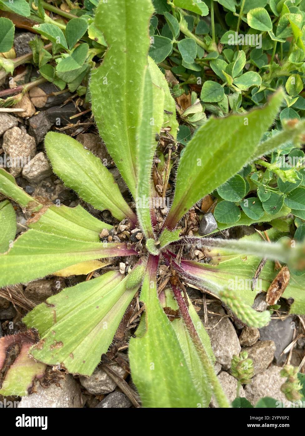 dwarf plantain (Plantago virginica Stock Photo - Alamy