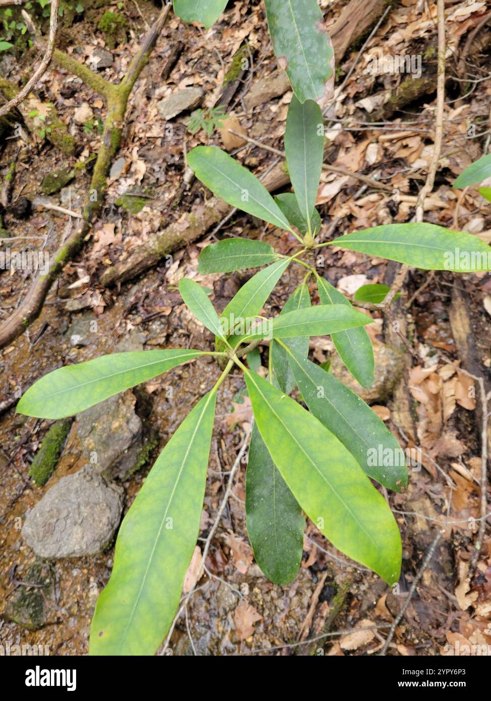 great rhododendron (Rhododendron maximum Stock Photo - Alamy