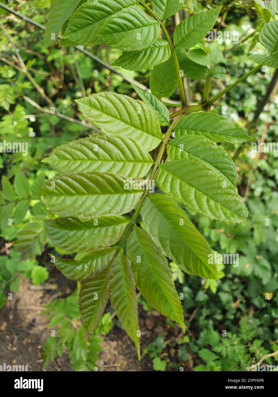 European ash (Fraxinus excelsior Stock Photo - Alamy
