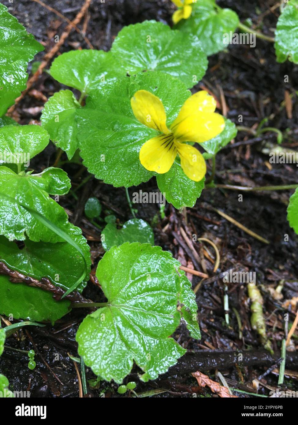 stream violet (Viola glabella Stock Photo - Alamy