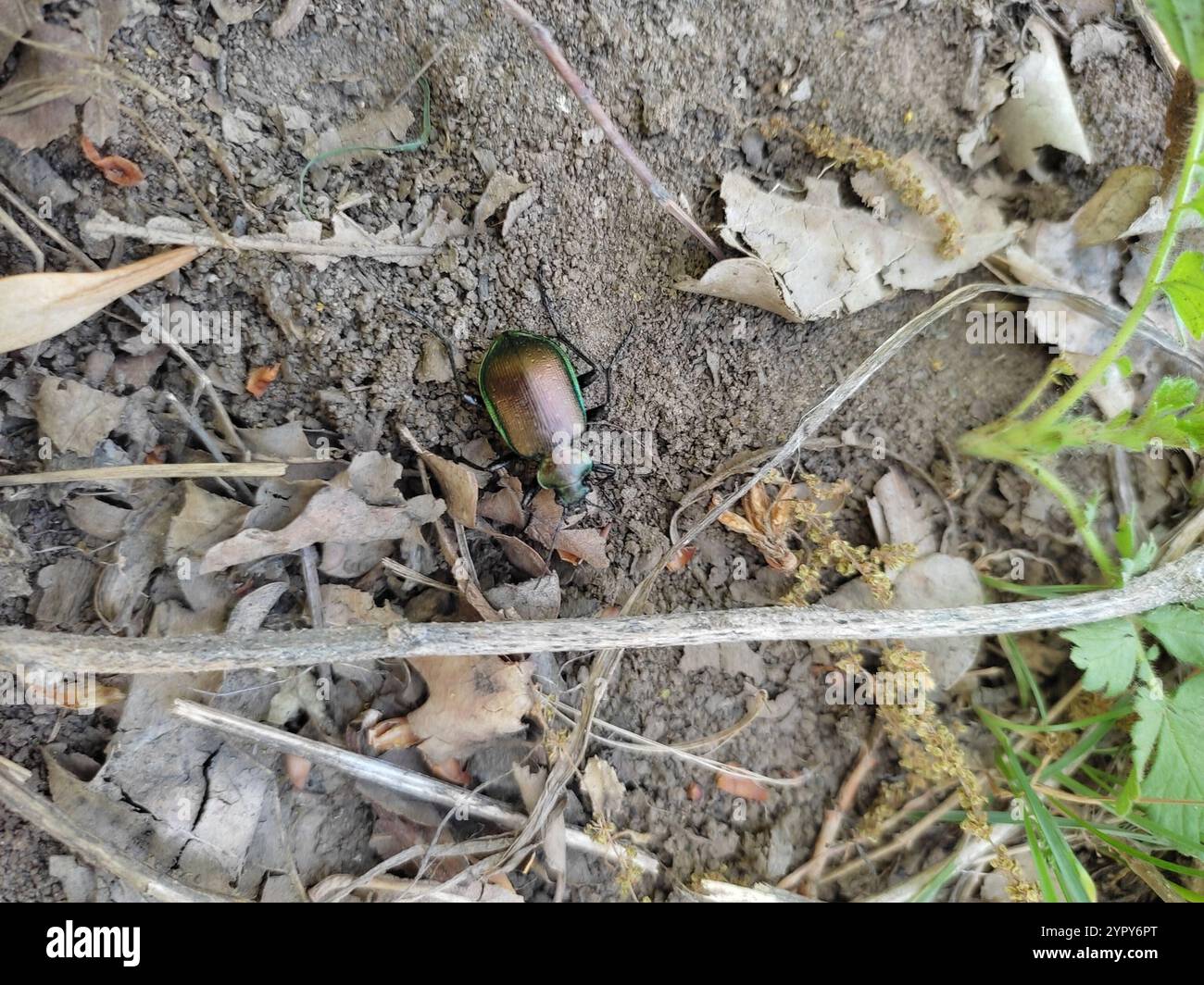 Searcher beetle hi-res stock photography and images - Alamy