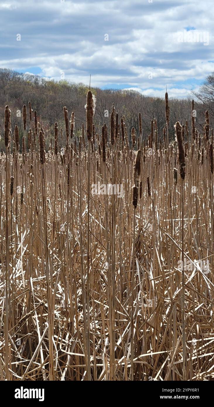 narrow-leaved cattail (Typha angustifolia Stock Photo - Alamy