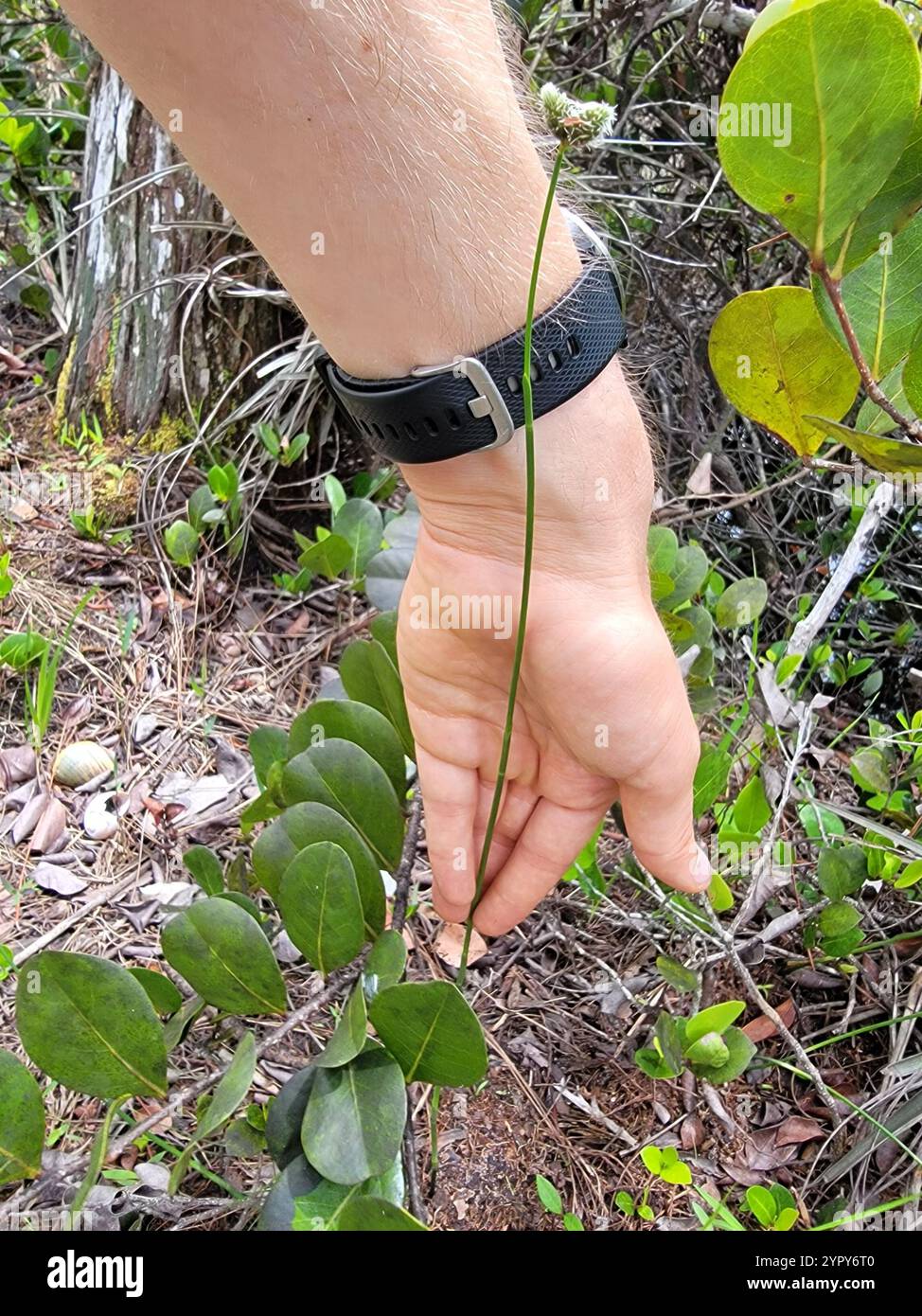 Southern Umbrella-sedge (Fuirena scirpoidea Stock Photo - Alamy