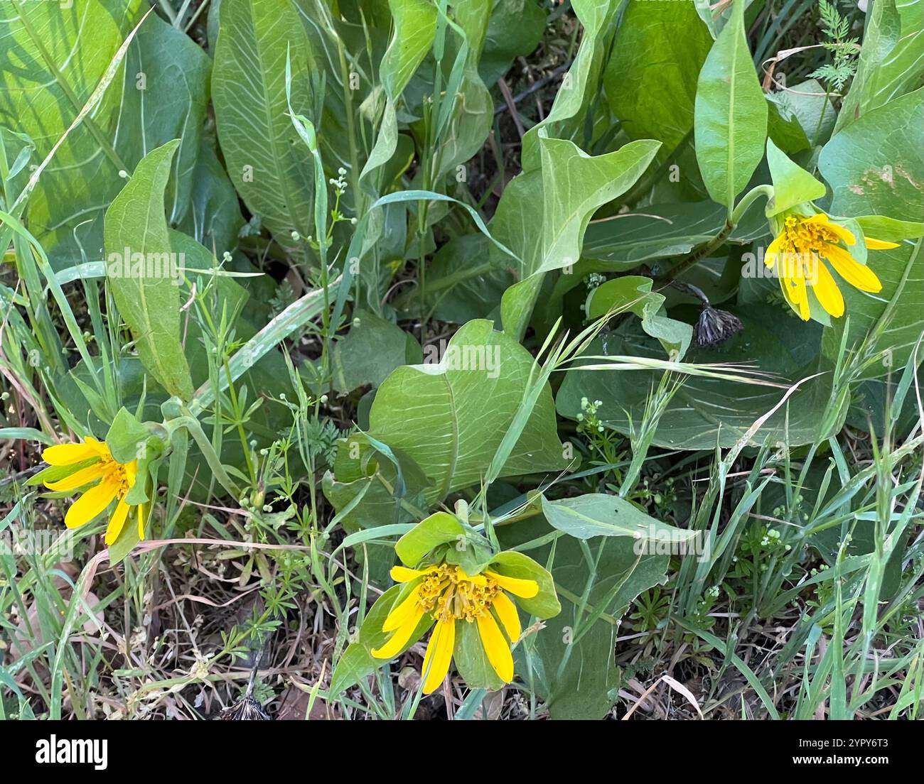 smooth mule-ears (Wyethia glabra Stock Photo - Alamy