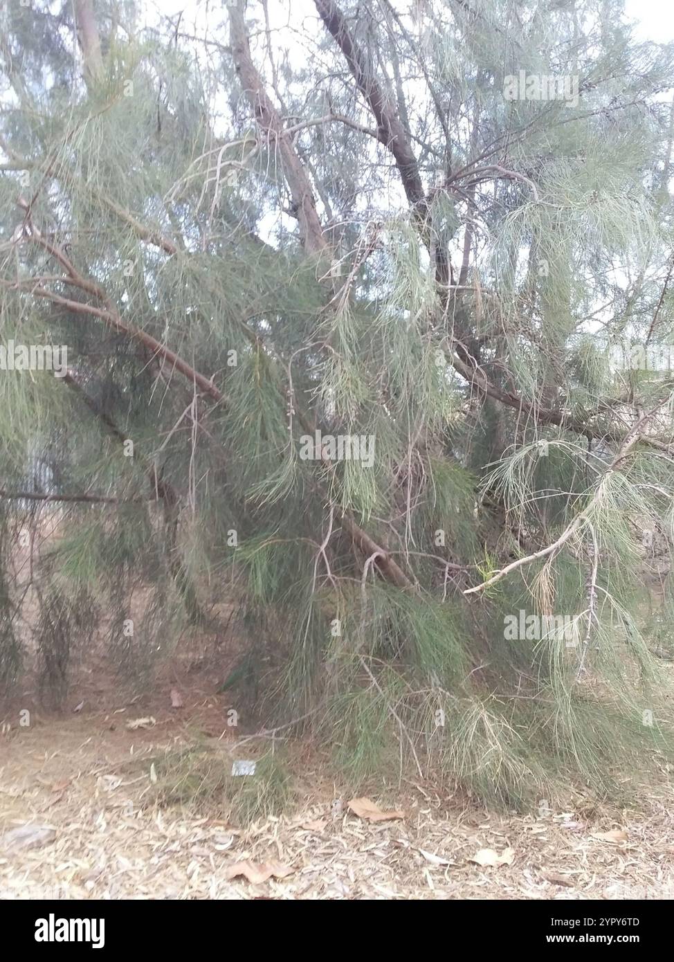 Swamp sheoak (Casuarina glauca Stock Photo - Alamy
