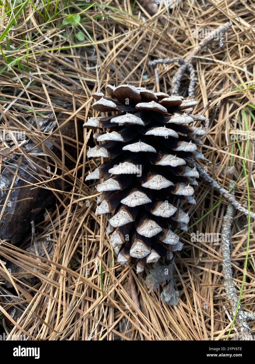 loblolly pine (Pinus taeda Stock Photo - Alamy