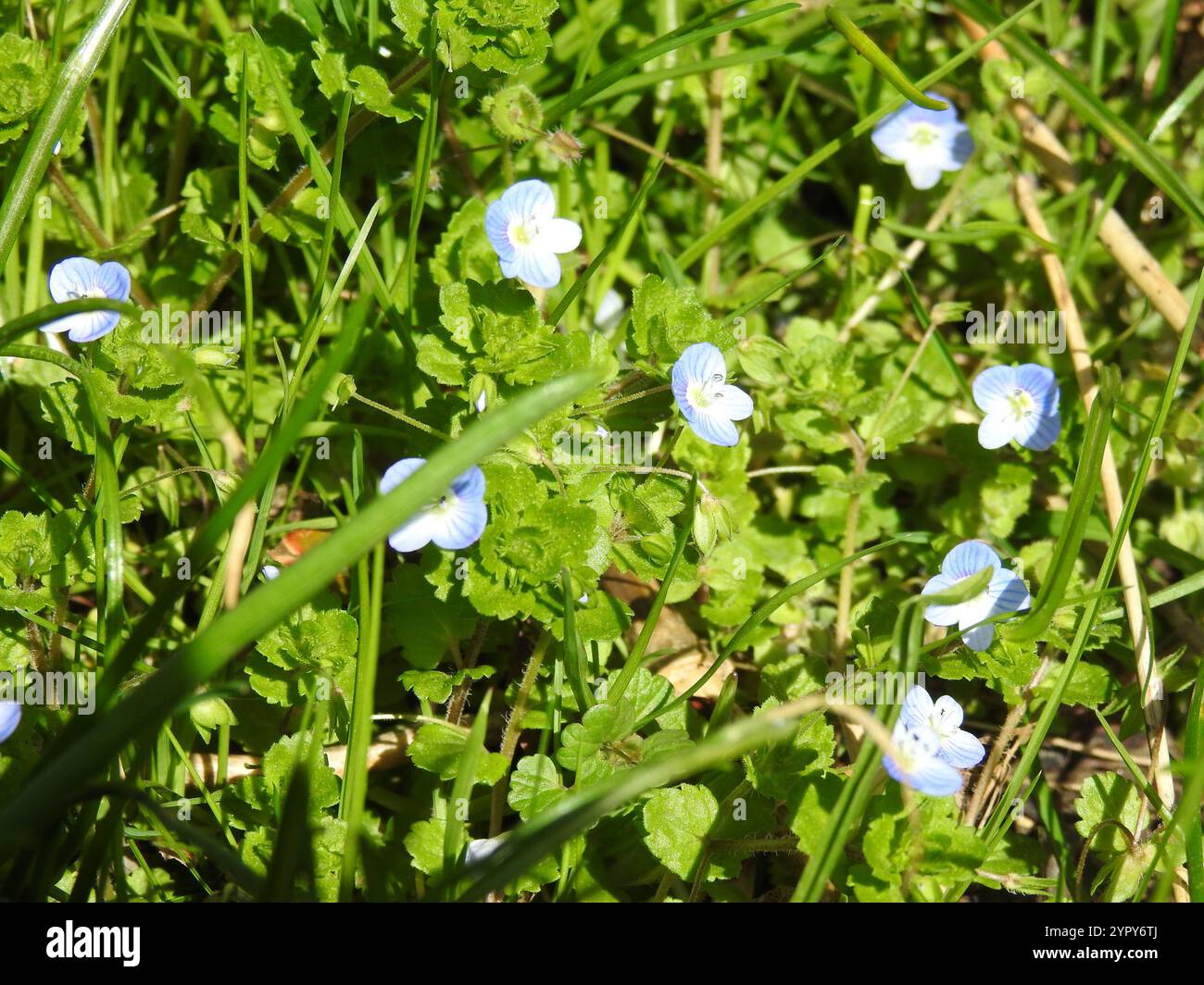 bird's-eye speedwell (Veronica persica Stock Photo - Alamy