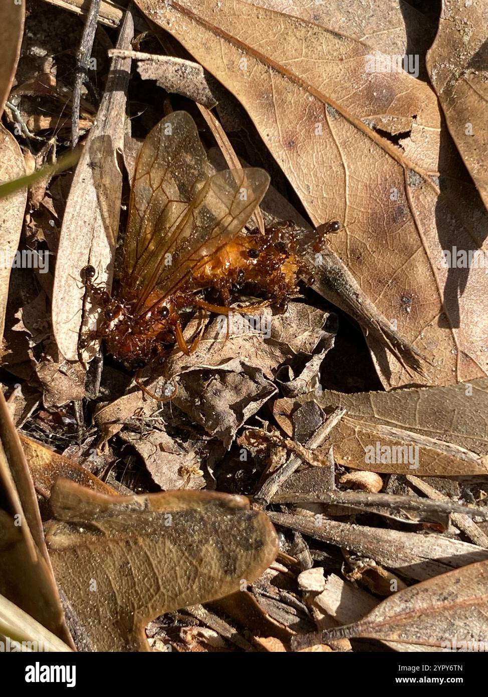 Labidus hi-res stock photography and images - Alamy