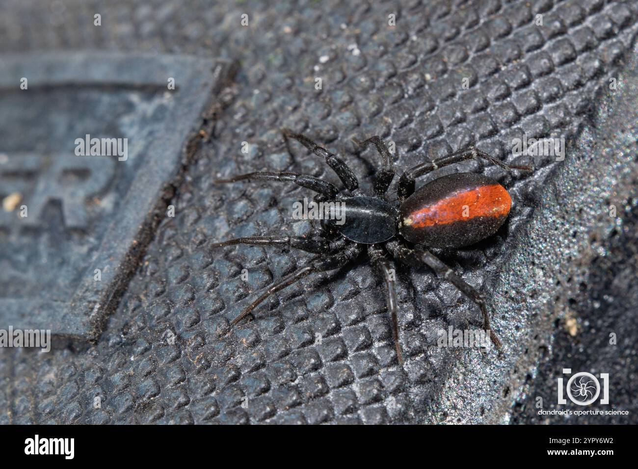 Ant-mimic Sac Spiders (Castianeira Stock Photo - Alamy