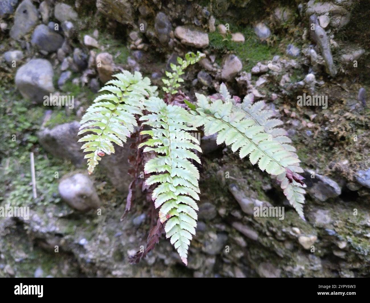 hard shield fern (Polystichum aculeatum Stock Photo - Alamy
